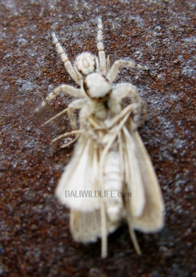 Gray Wall Jumping Spider (Menemerus bivittatus) - Bali Wildlife