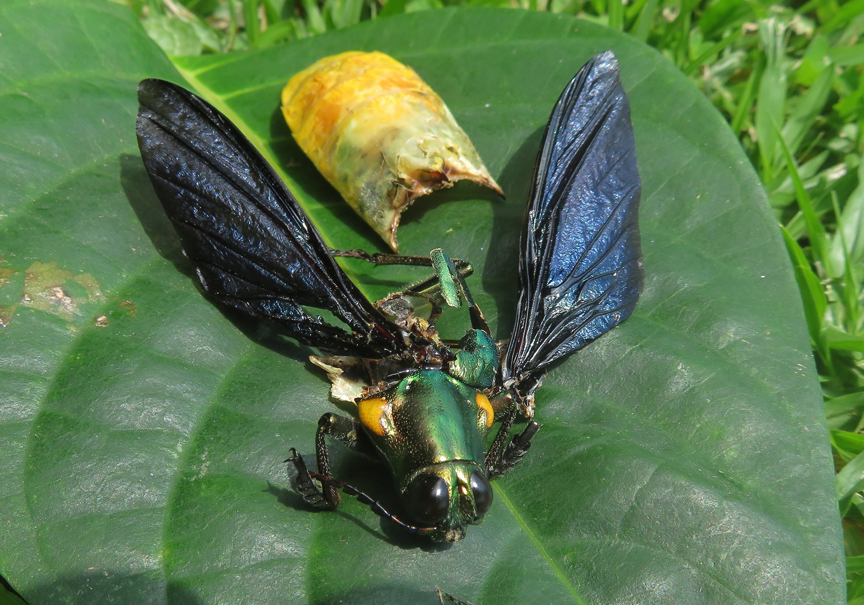 Metallic Wood-boring Beetles (Megaloxantha bicolor) - Bali Wildlife