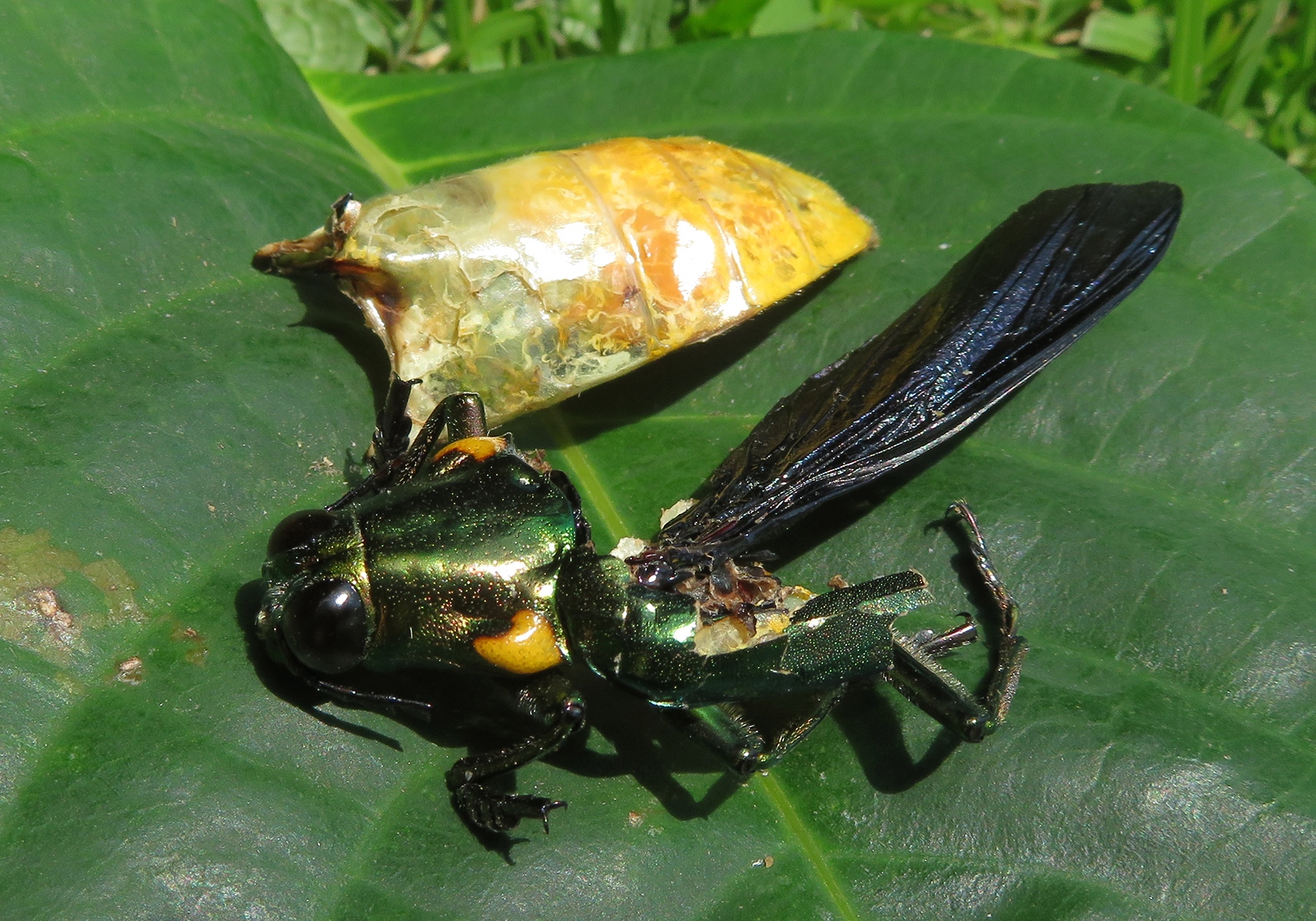Metallic Wood-boring Beetles (Megaloxantha bicolor) - Bali Wildlife