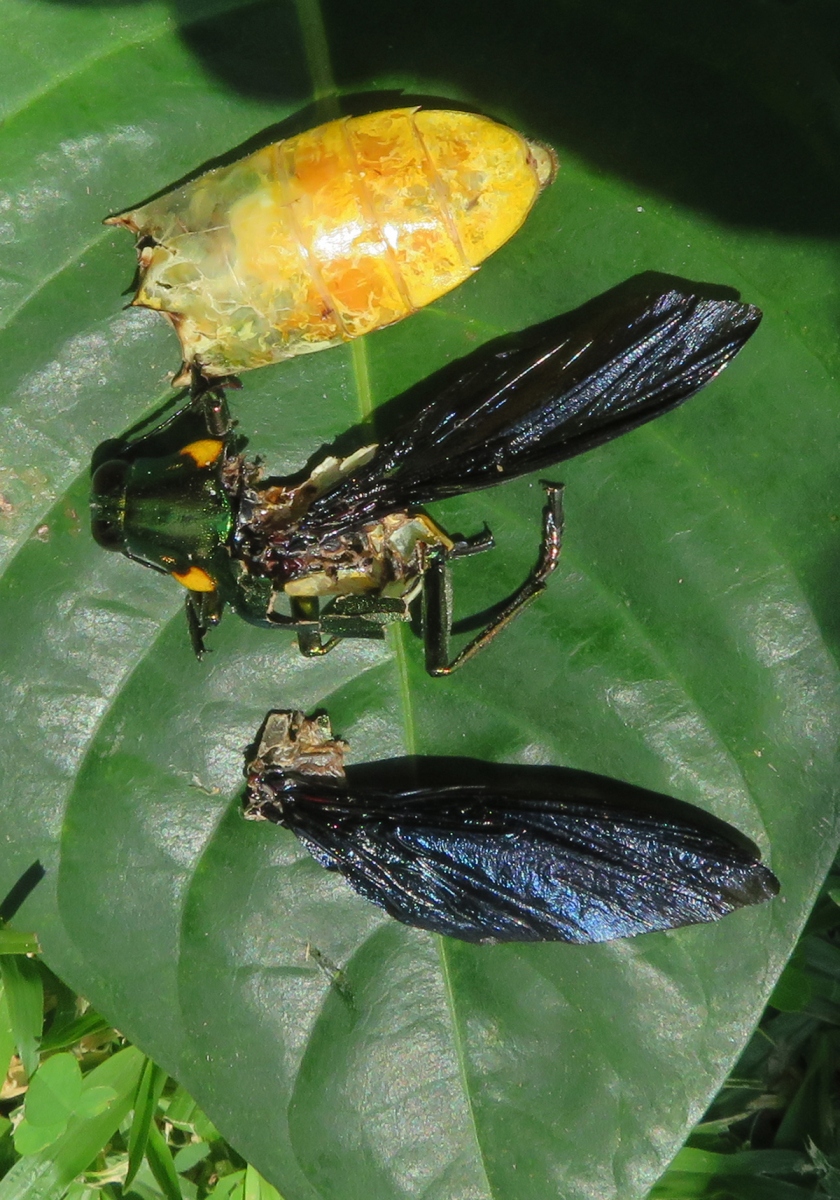 Metallic Wood-boring Beetles (Megaloxantha bicolor) - Bali Wildlife