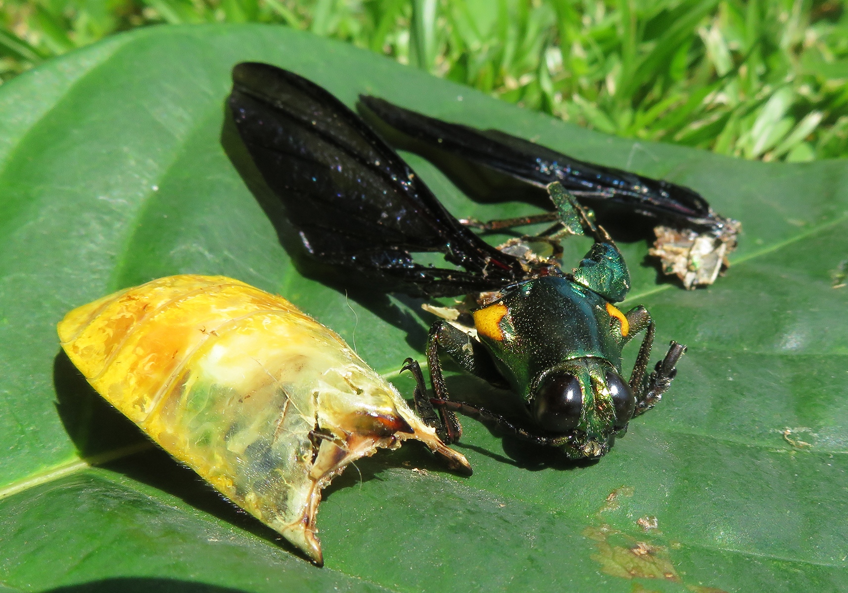 Metallic Wood-boring Beetles (Megaloxantha bicolor) - Bali Wildlife