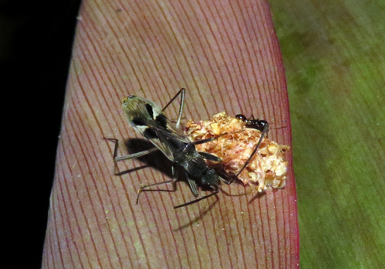 Dirt-colored Seed Bugs (Metochus schultheissi) - Bali Wildlife