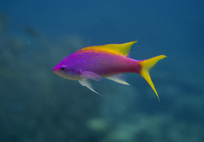 Yellowback Anthias (Mirolabrichthys evansi) - Bali Wildlife