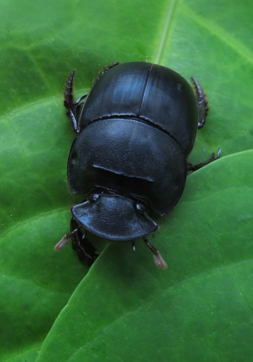 Molossus Dung Beetle (Catharsius molossus) - Bali Wildlife