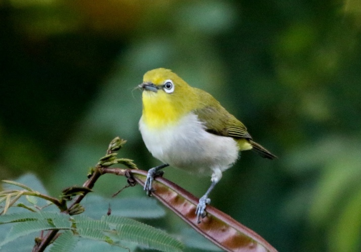 Mountain White-Eye (Zosterops montanus) - Bali Wildlife