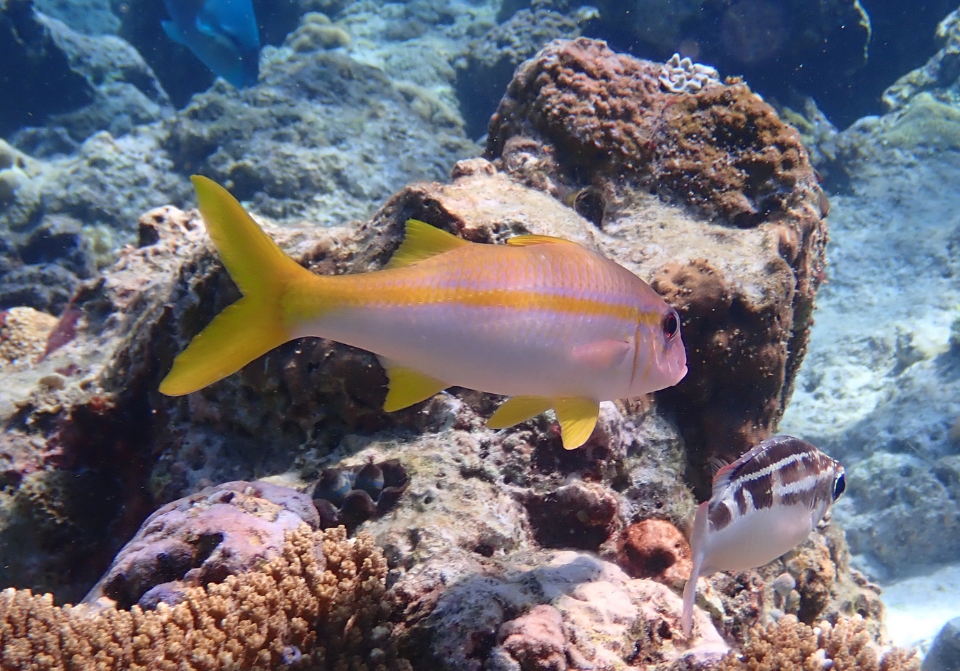 Yellowfin Goatfish (Mulloidichthys vanicolensis) - Bali Wildlife