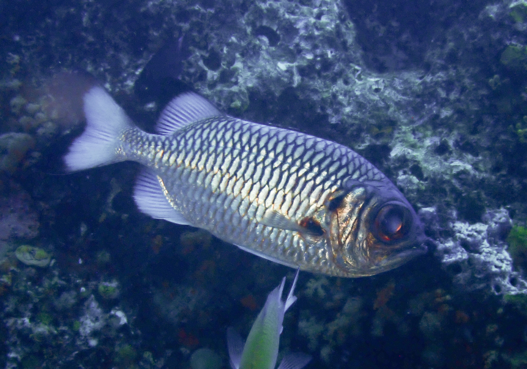 Shadowfin Soldierfish (Myripristis adusta) - Bali Wildlife