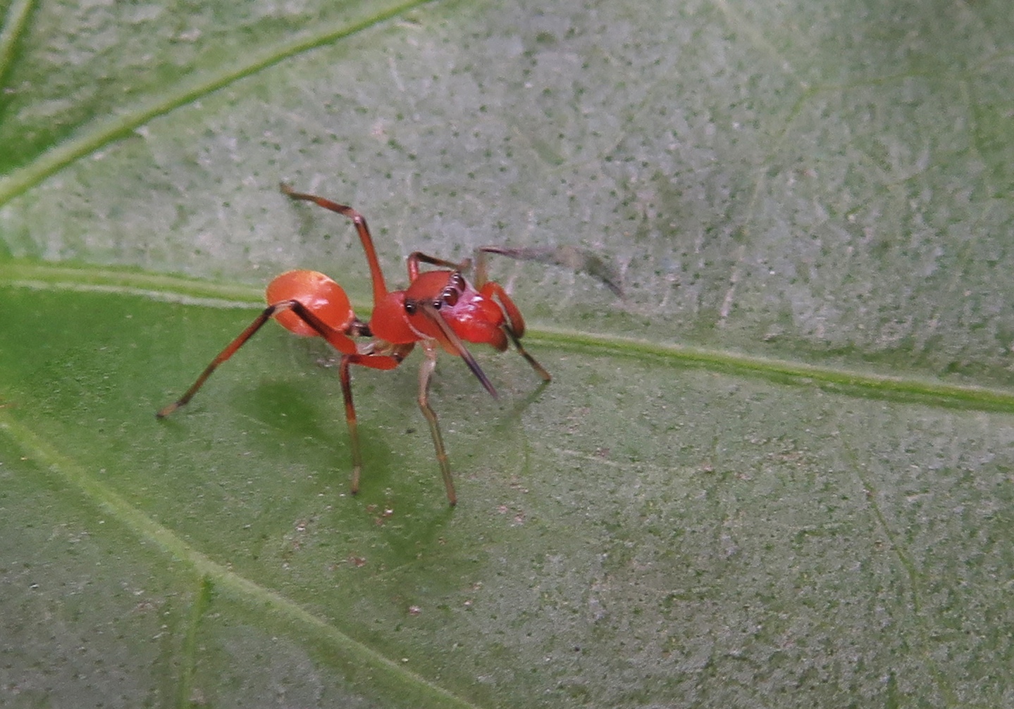 Ant-mimic Spiders (Myrmarachne clavigera) - Bali Wildlife