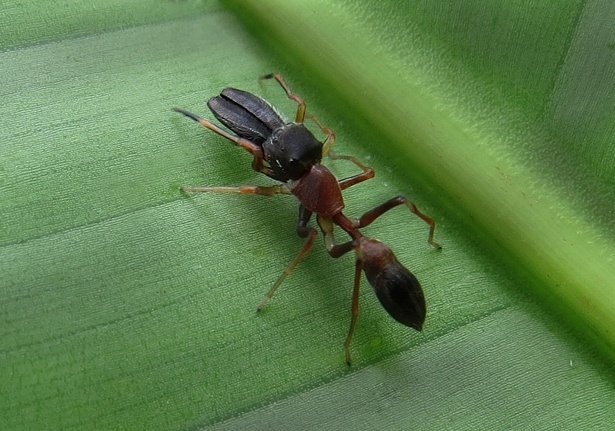 Bicolor Ant Mimick Jumping Spider (Myrmarachne melanocephala) - Bali ...