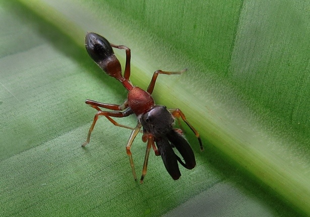 Bicolor Ant Mimick Jumping Spider (Myrmarachne melanocephala) - Bali ...