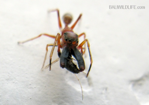 Bicolor Ant Mimick Jumping Spider (Myrmarachne melanocephala) - Bali ...