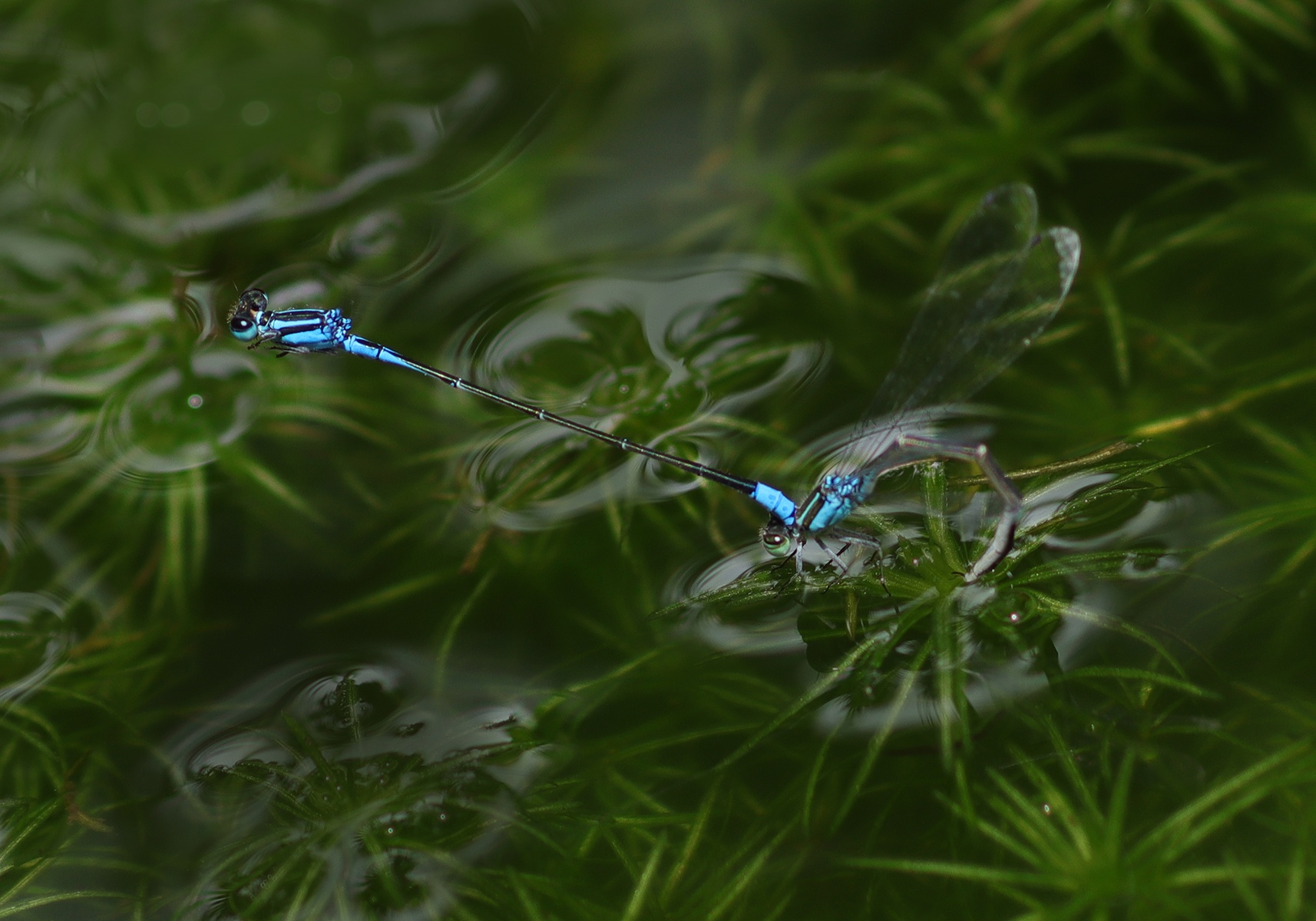 Narrow-winged Damselflies (Xiphiagrion cyanomelas) - Bali Wildlife