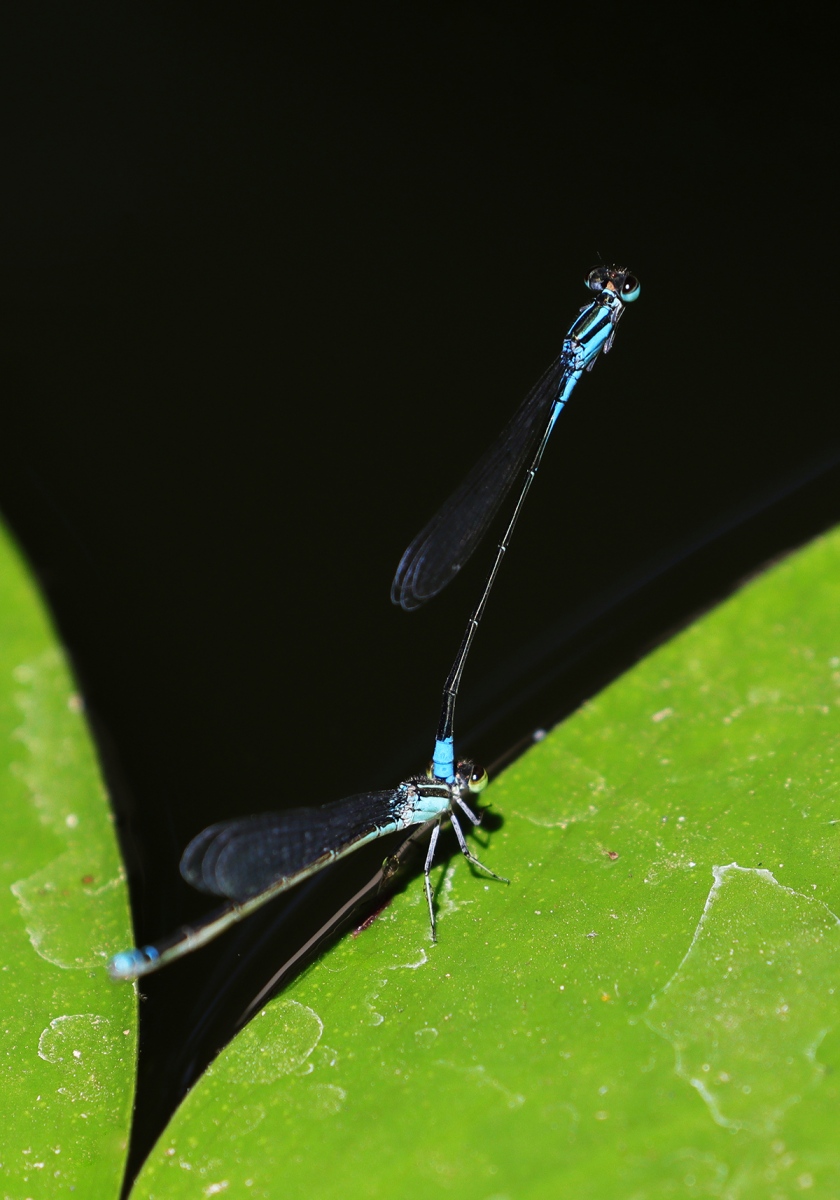 Narrow-winged Damselflies (Xiphiagrion cyanomelas) - Bali Wildlife