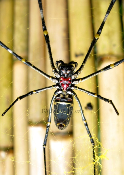 Giant Wood Spiders (Nephila vitiana) - Bali Wildlife