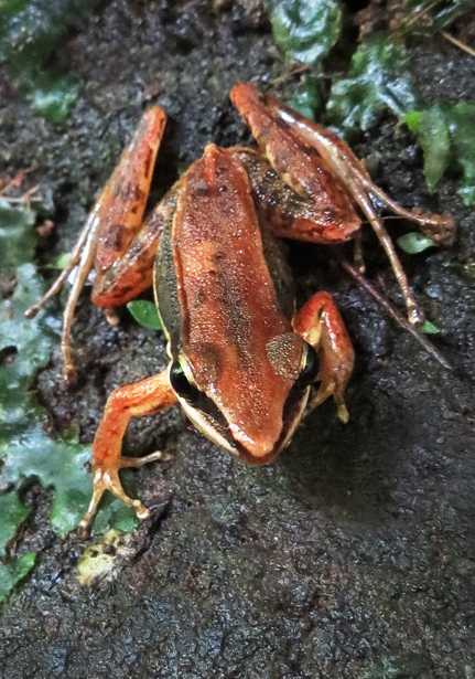 Nicobarese Frog (Indosylvirana nicobariensis) - Bali Wildlife