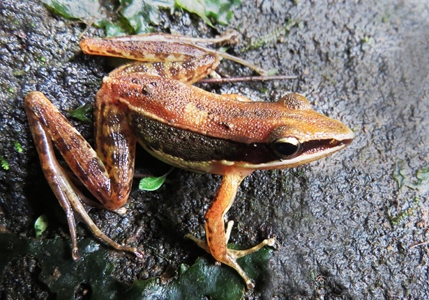 Nicobarese Frog (Indosylvirana nicobariensis) - Bali Wildlife