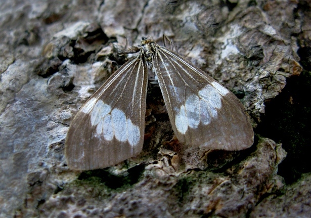 Asian Magpie Moth (Nyctemera baulus) - Bali Wildlife