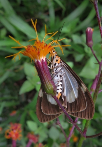 Asian Magpie Moth (Nyctemera baulus) - Bali Wildlife