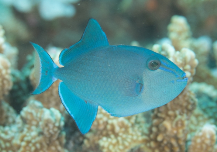 Redtooth Triggerfish (Odonus niger) - Bali Wildlife