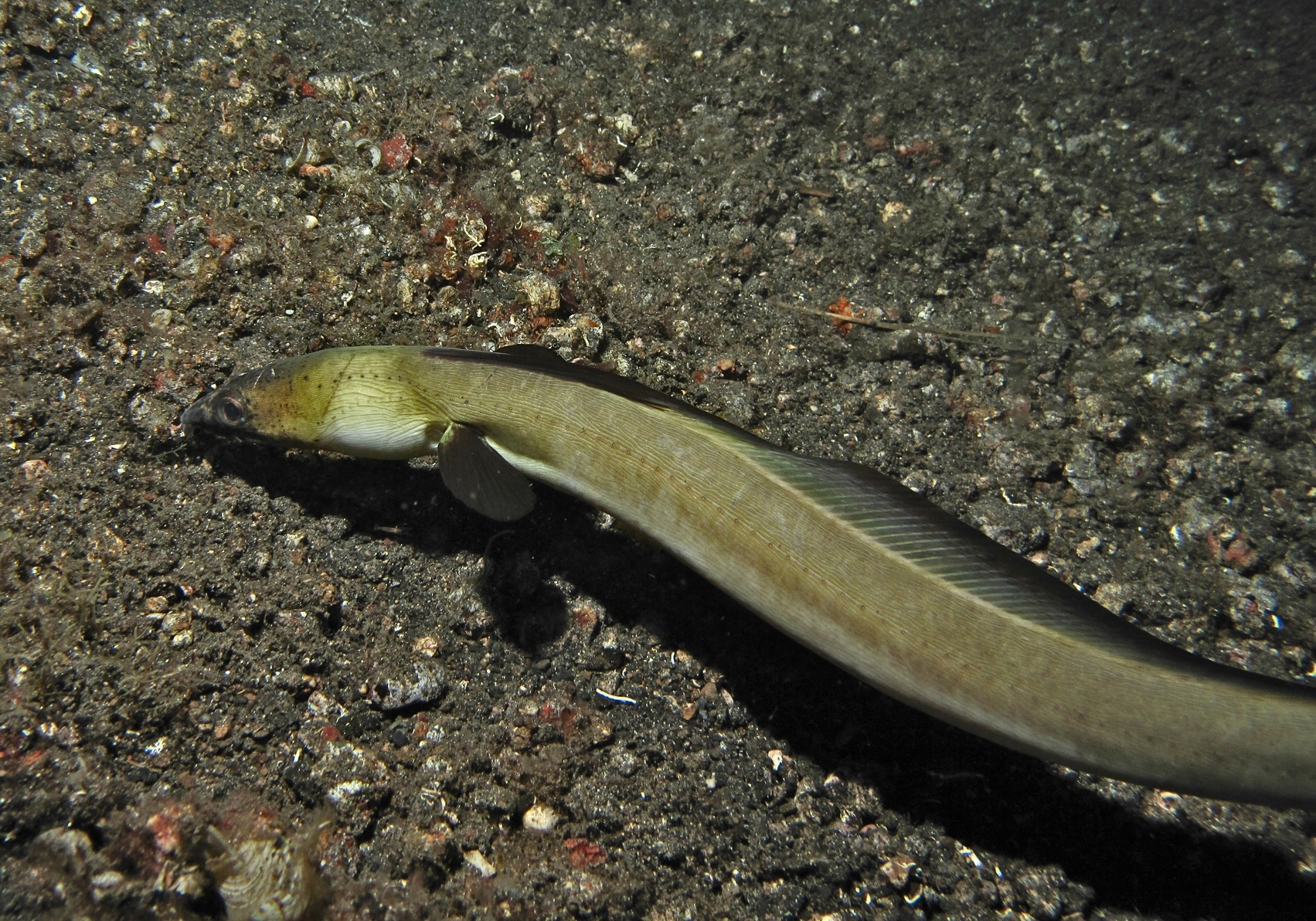 Black-finned Snake Eel (Ophichthus altipennis) - Bali Wildlife