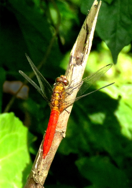 Orange Skimmer (Orthetrum testaceum) - Bali Wildlife