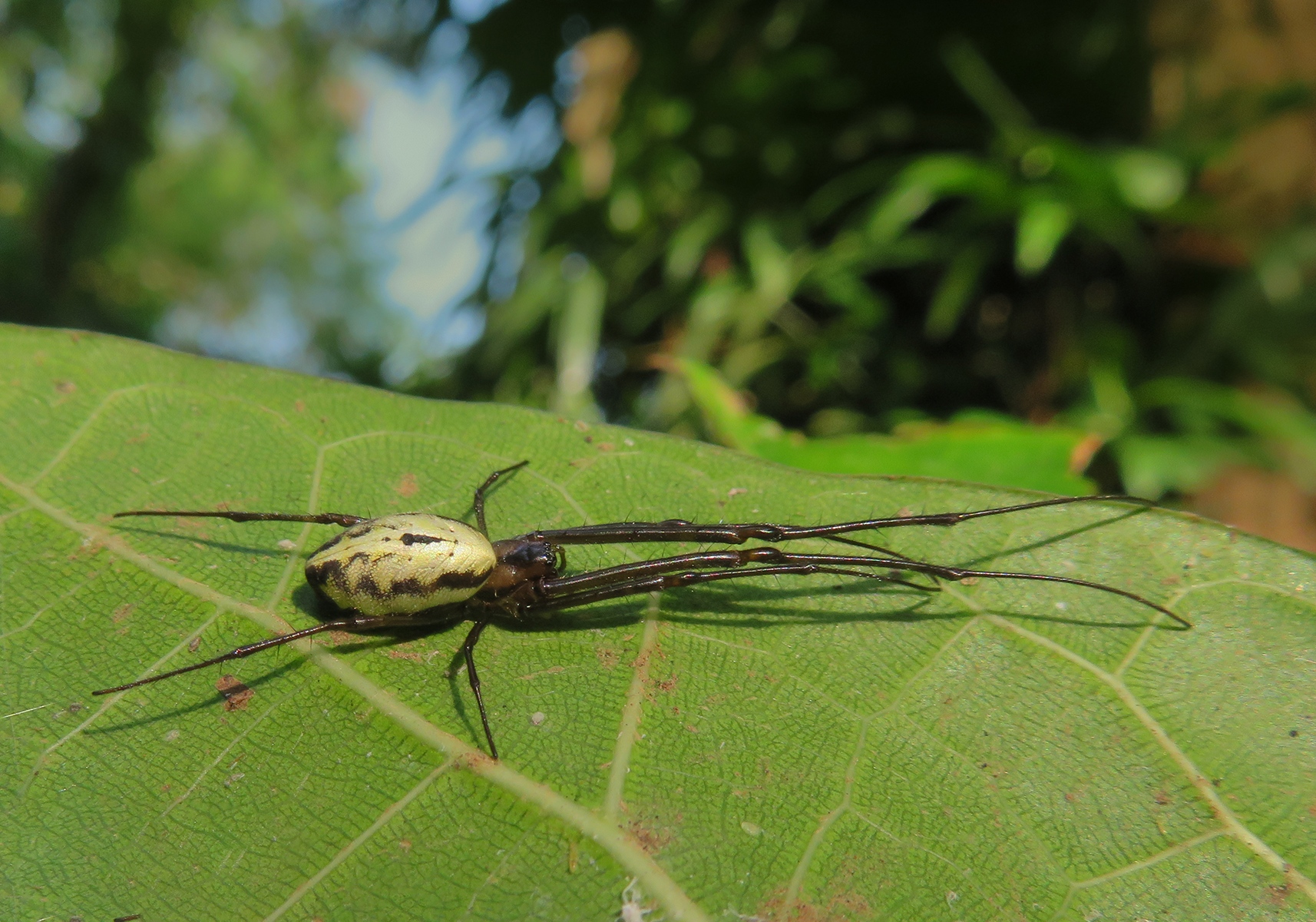 Long-jawed Orbweavers (Orsinome vethi) - Bali Wildlife