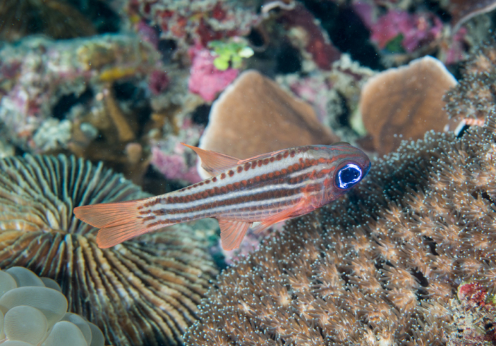 Blue-eye Cardinalfish (Ostorhinchus compressus) - Bali Wildlife