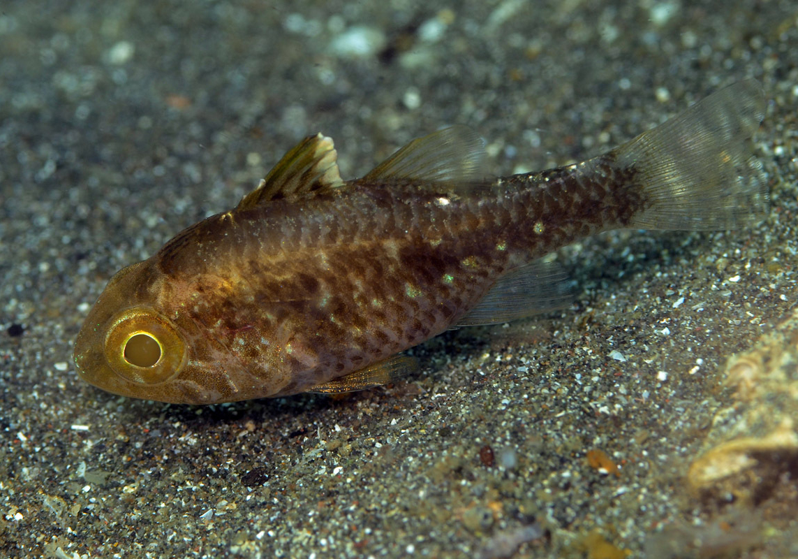 Frostfin Cardinalfish (Ostorhinchus hoevenii) - Bali Wildlife