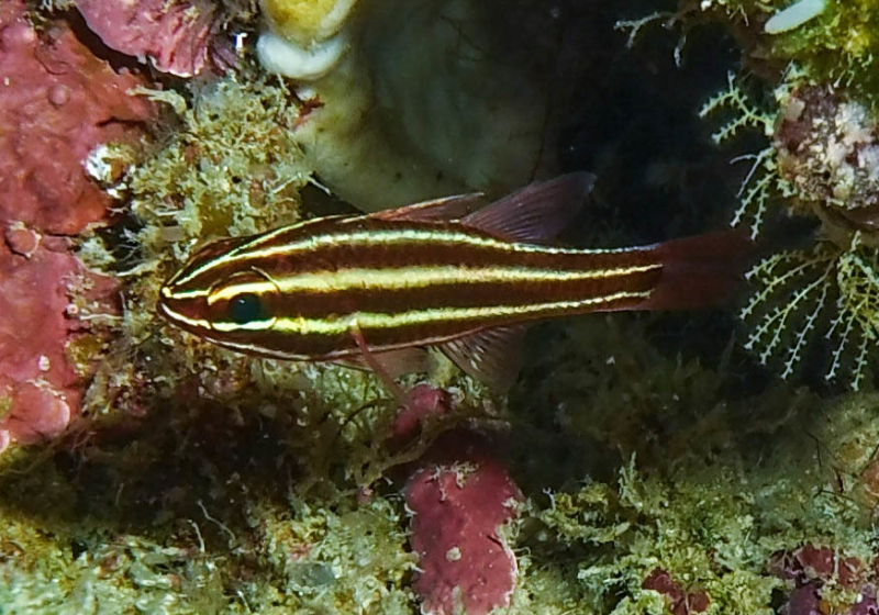 Blackstriped Cardinalfish (Ostorhinchus nigrofasciatus) - Bali Wildlife