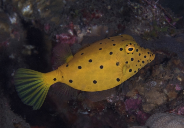 Yellow Boxfish (Ostracion cubicum) - Bali Wildlife