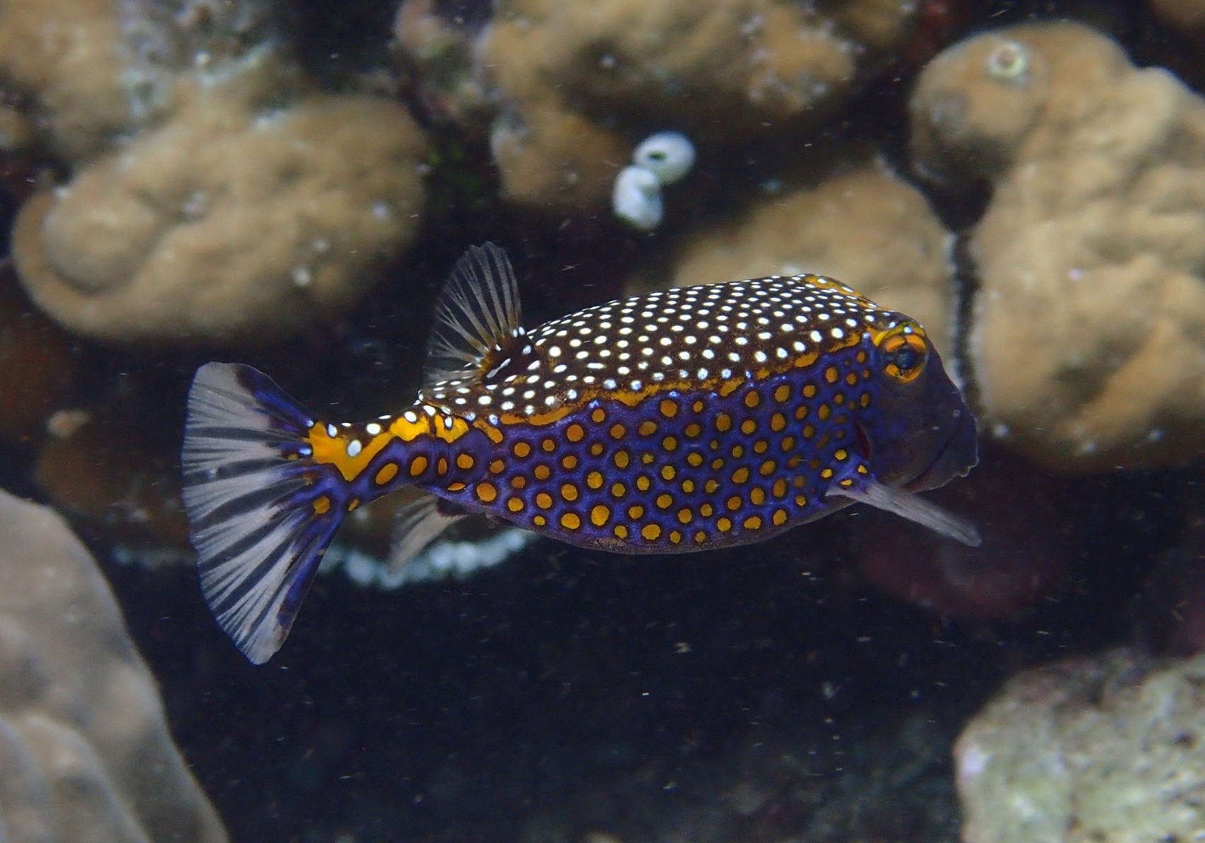 Spotted Boxfish (Ostracion meleagris) - Bali Wildlife