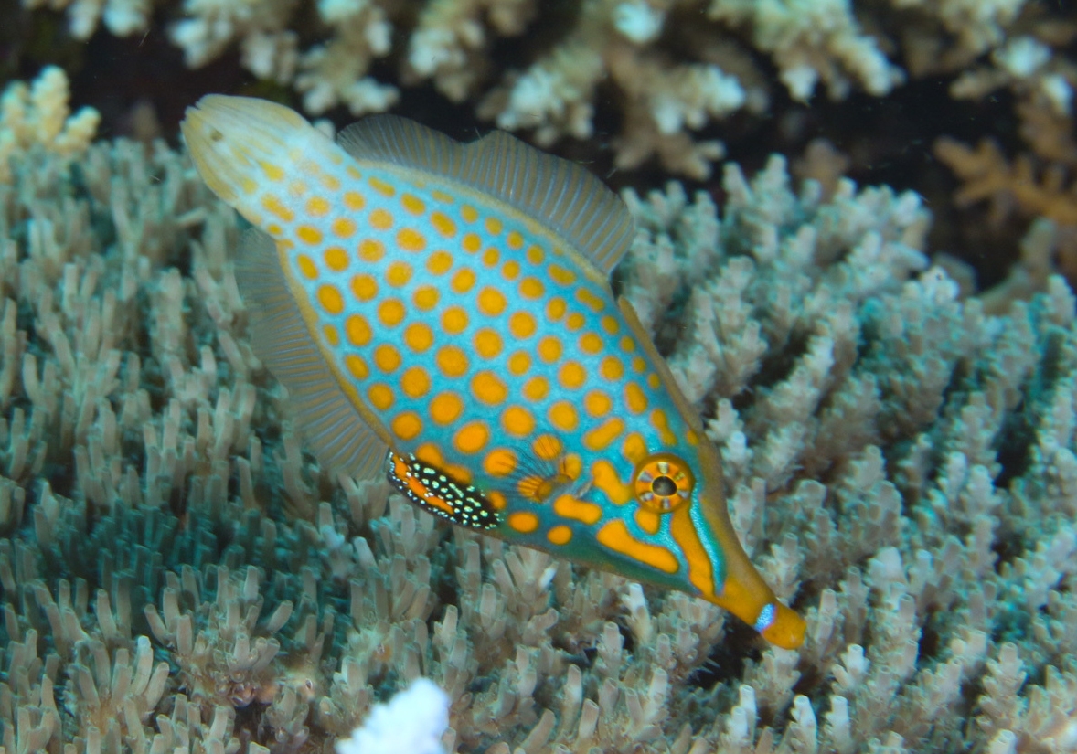 Longnose Filefish (Oxymonacanthus longirostris) - Bali Wildlife