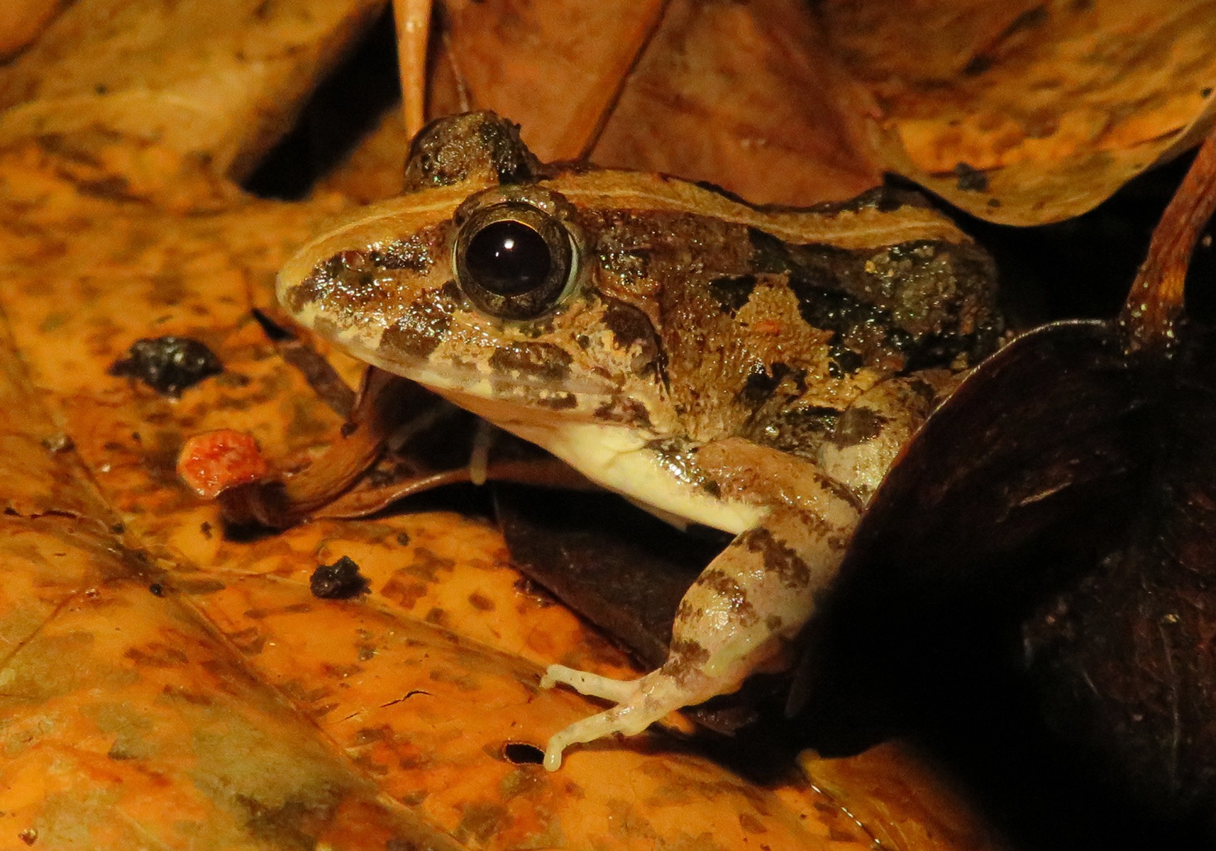 Paddy Field Frog (Fejervarya limnocharis) - Bali Wildlife