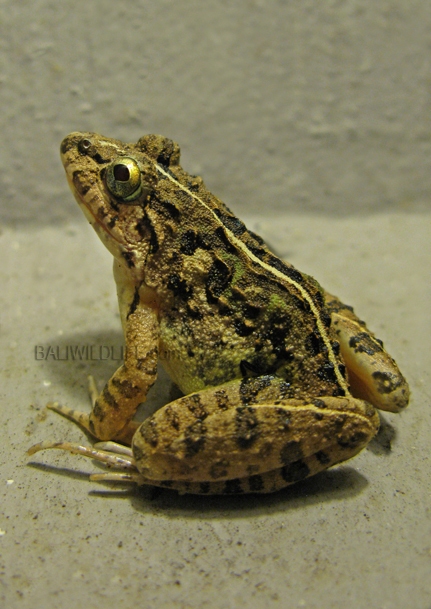 Paddy Field Frog (Fejervarya limnocharis) - Bali Wildlife
