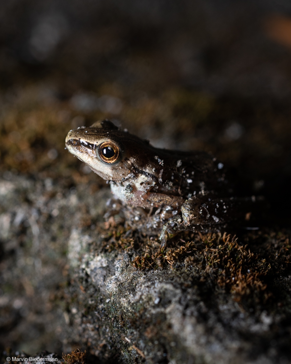Paddy Field Frog (Fejervarya limnocharis) - Bali Wildlife