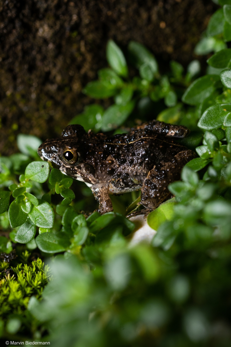 Paddy Field Frog (Fejervarya limnocharis) - Bali Wildlife