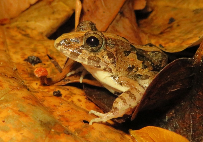 Paddy Field Frog (Fejervarya limnocharis) - Bali Wildlife