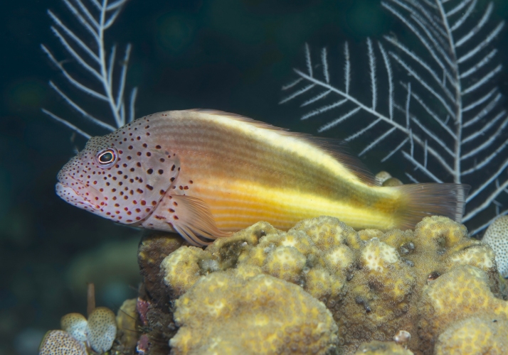 Freckled Hawkfish (Paracirrhites forsteri) - Bali Wildlife