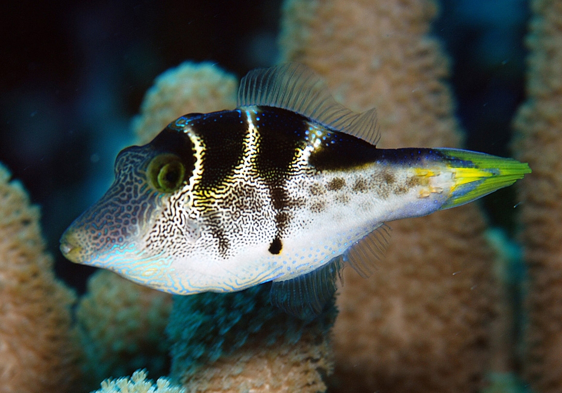 Mimic Filefish (Paraluteres prionurus) - Bali Wildlife