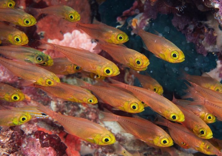 Golden Sweeper (Parapriacanthus ransonneti) - Bali Wildlife