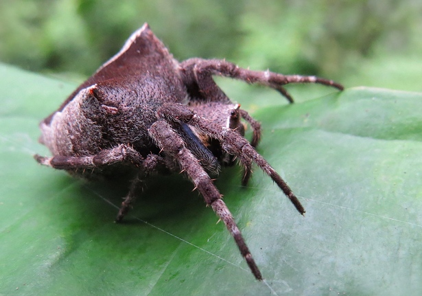 Abandoned-web Orb-Weaver (Parawixia dehaani) - Bali Wildlife