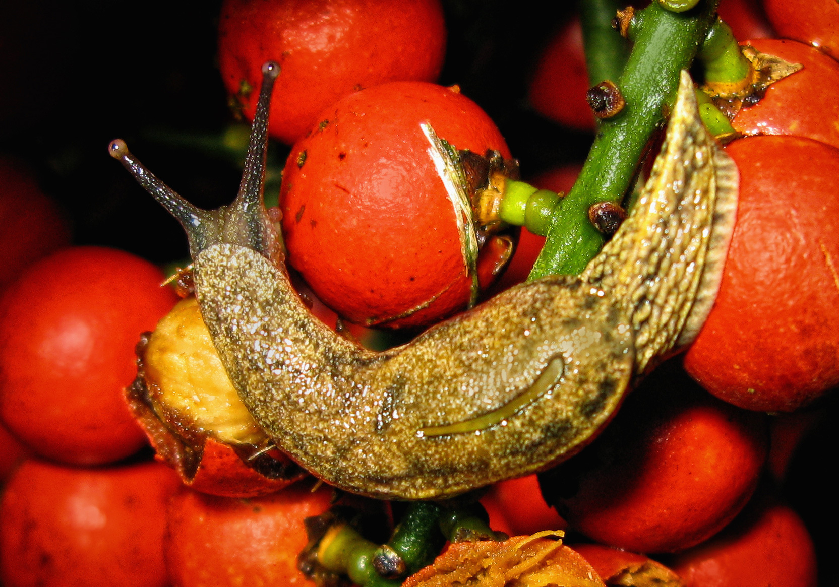 Yellow-shelled Semi-Slug (Parmarion martensi) - Bali Wildlife