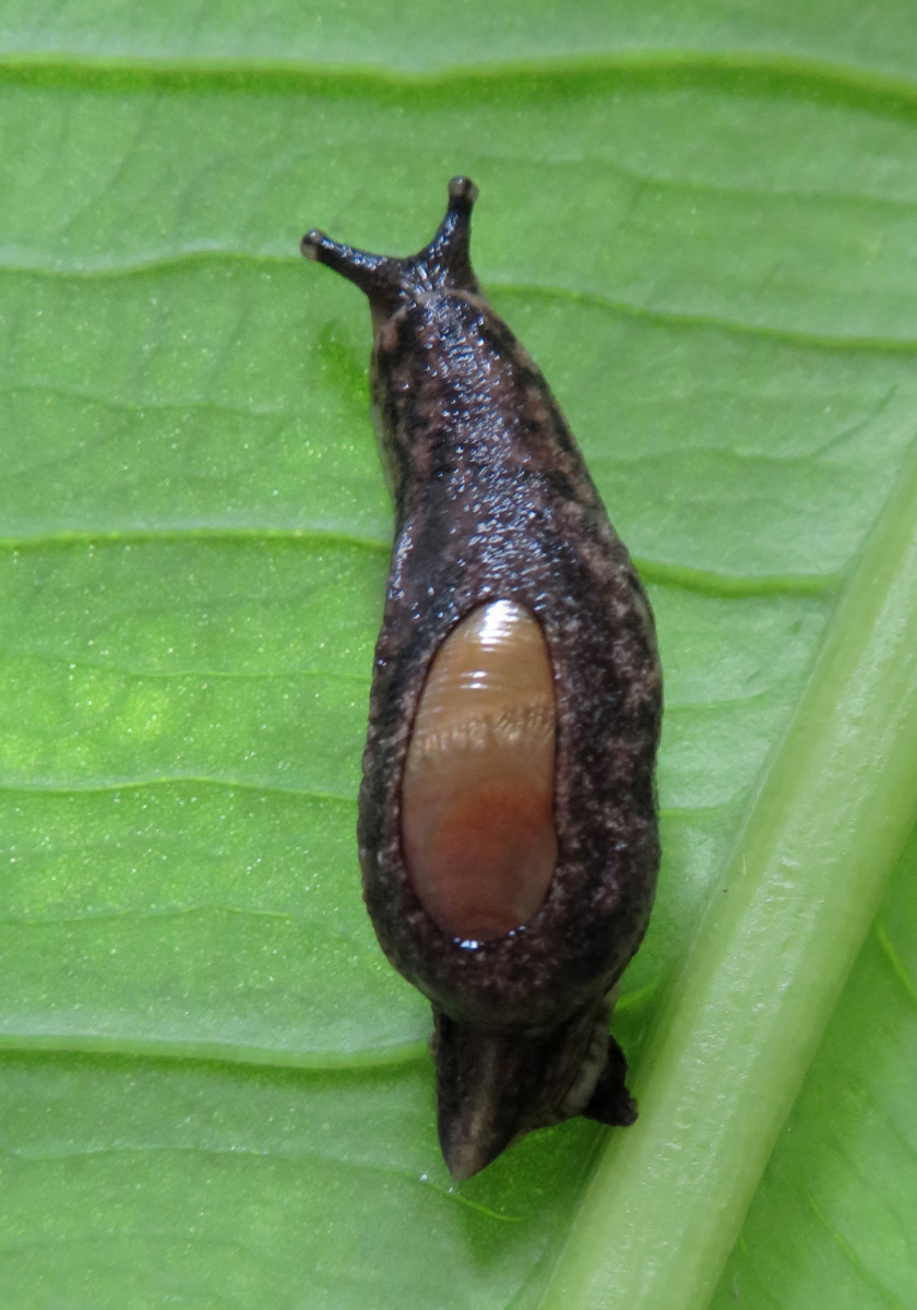 Yellow-shelled Semi-Slug (Parmarion martensi) - Bali Wildlife