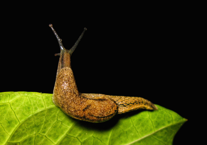 Yellow-shelled Semi-Slug (Parmarion martensi) - Bali Wildlife