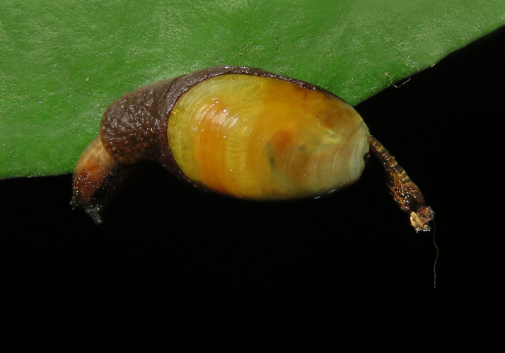 Yellow-shelled Semi-Slug (Parmarion martensi) - Bali Wildlife