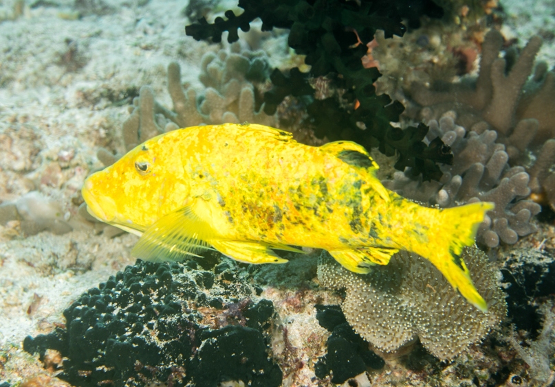 Goldsaddle Goatfish (Parupeneus cyclostomus) - Bali Wildlife