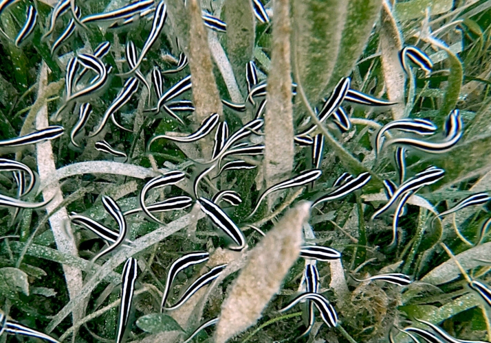 Convict Blenny (Pholidichthys leucotaenia) - Bali Wildlife