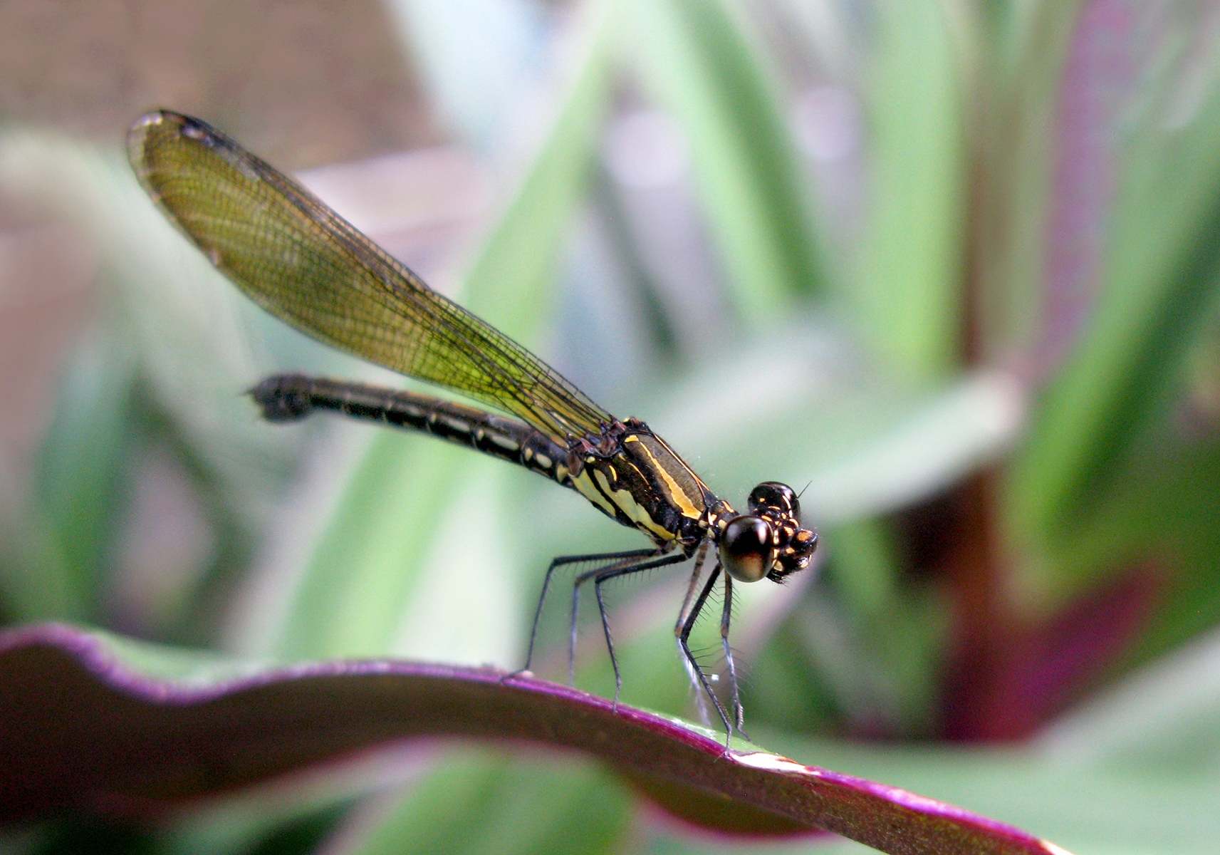 Pink Jewel Dragonfly (Heliocypha fenestrata ssp. cornelli) - Bali Wildlife