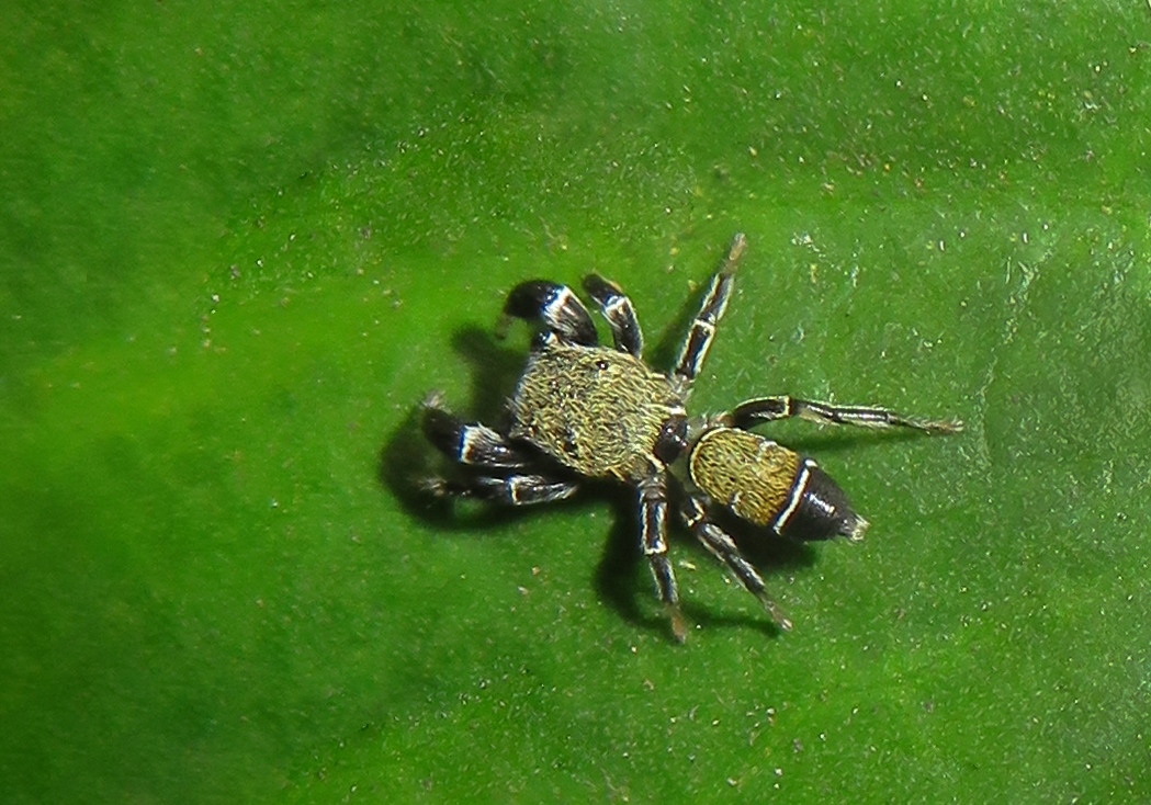 Jumping Spiders (Piranthus bakau) - Bali Wildlife