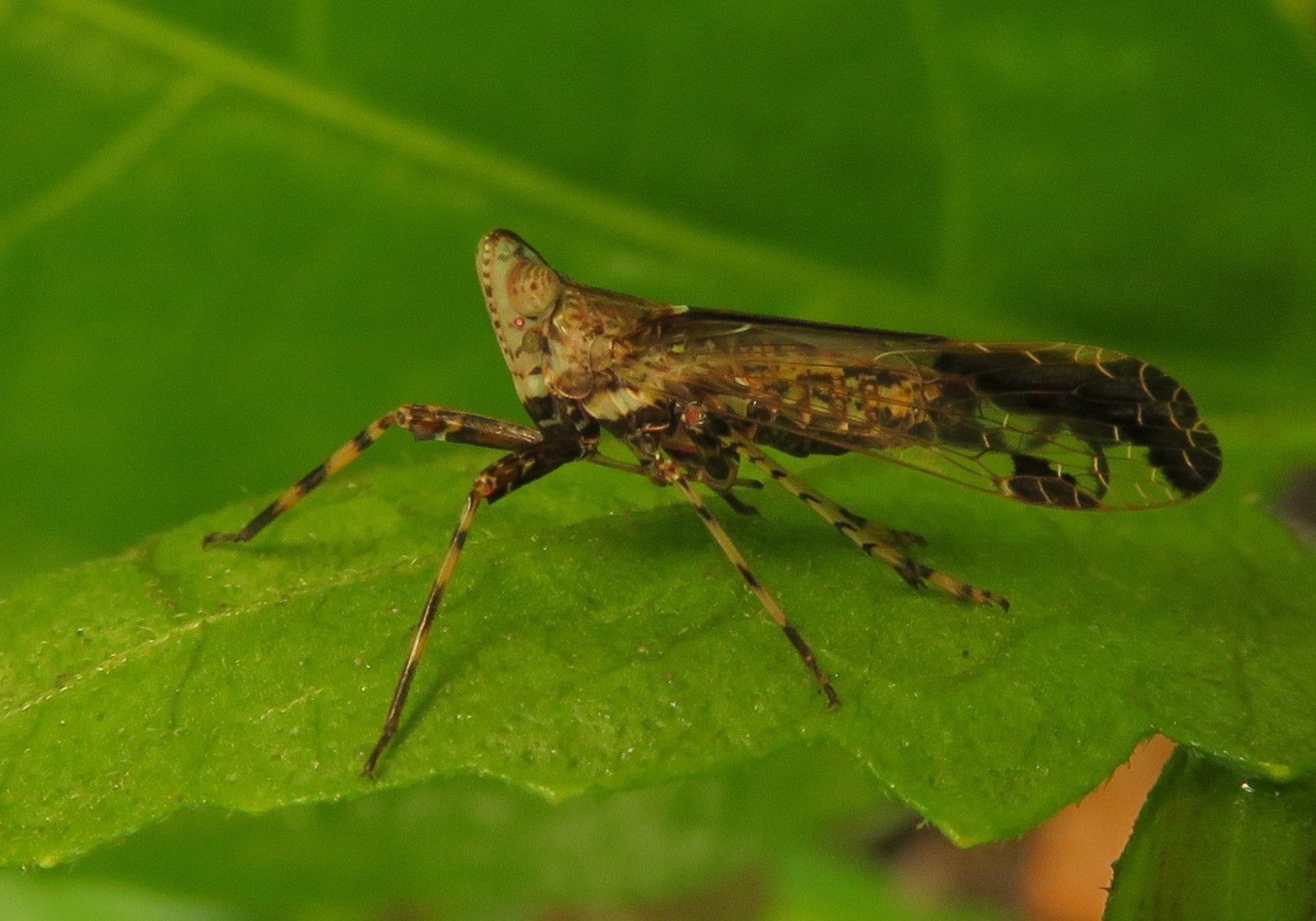 Planthoppers (Orthopagus splendens) - Bali Wildlife